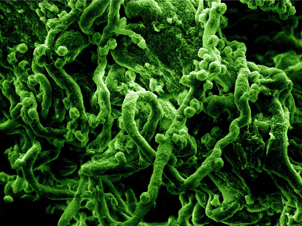 Trichoderma | Agrotechnologías Naturales Atens